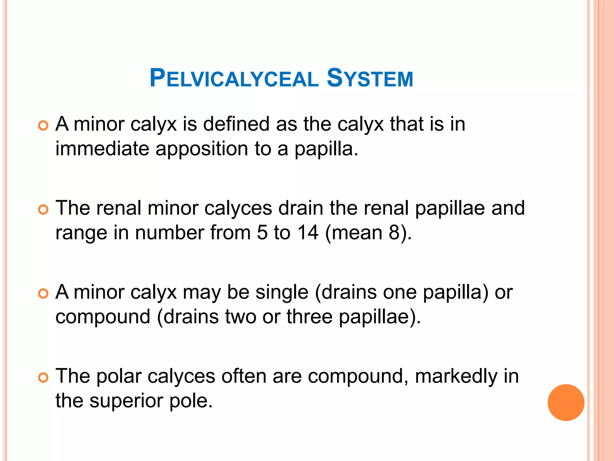 surgical anatomy of kidney and ureter | PPTX