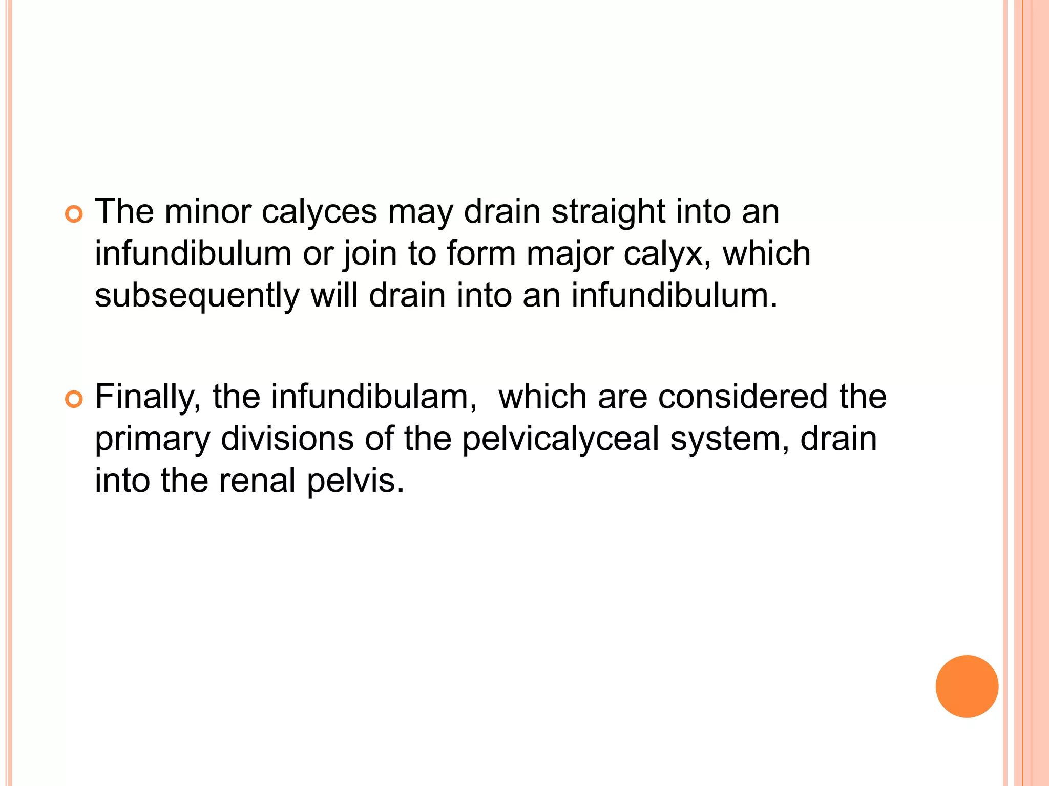 surgical anatomy of kidney and ureter | PPTX
