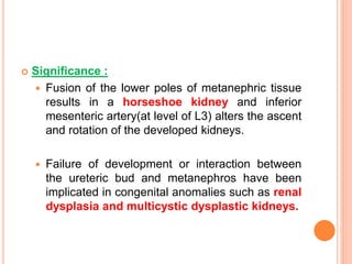 surgical anatomy of kidney and ureter | PPTX