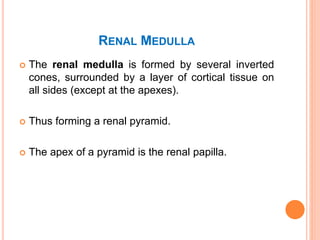 surgical anatomy of kidney and ureter | PPTX