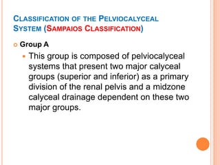 surgical anatomy of kidney and ureter | PPTX