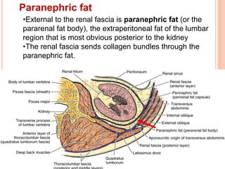 surgical anatomy of kidney and ureter | PPTX