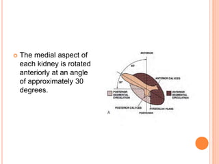 surgical anatomy of kidney and ureter | PPTX