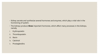 Kidney as an endocrine gland and its non excretory fuctions | PPTX