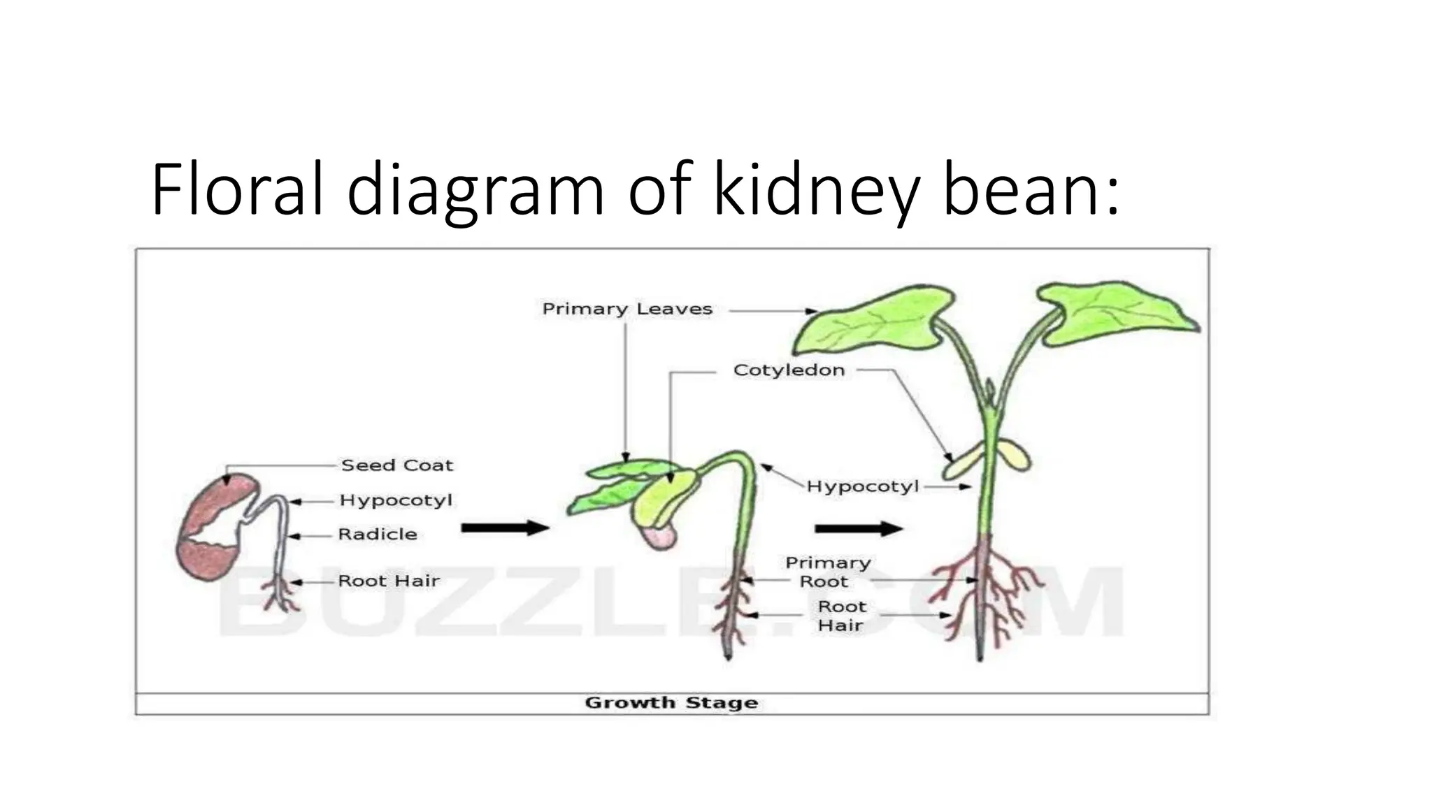 kidney bean morphology and its floral characteristics.pptx