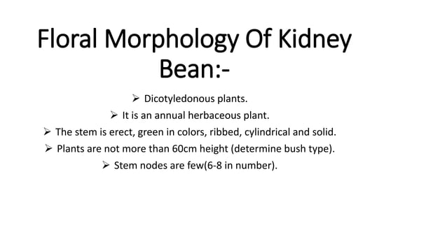 kidney bean morphology and its floral characteristics.pptx