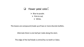 kidney bean morphology and its floral characteristics.pptx