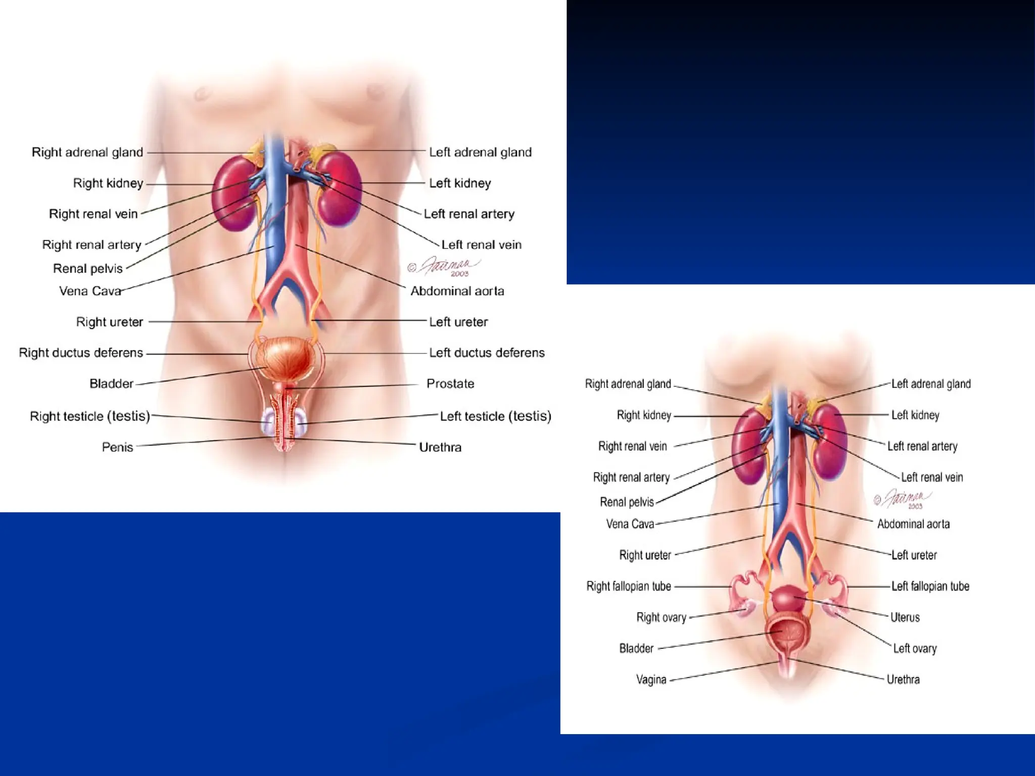 Structure of kidney anatomyyyyyyyyyy.ppt