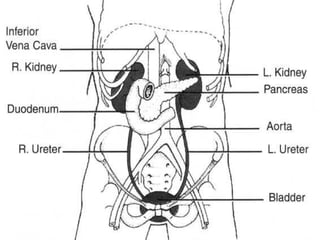 Structure of kidney anatomyyyyyyyyyy.ppt