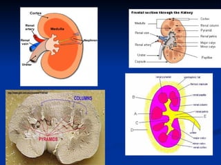 Structure of kidney anatomyyyyyyyyyy.ppt