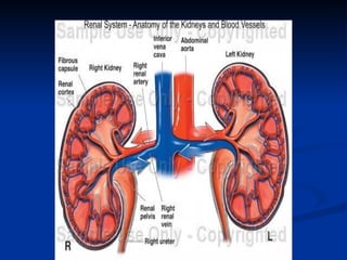 Structure of kidney anatomyyyyyyyyyy.ppt