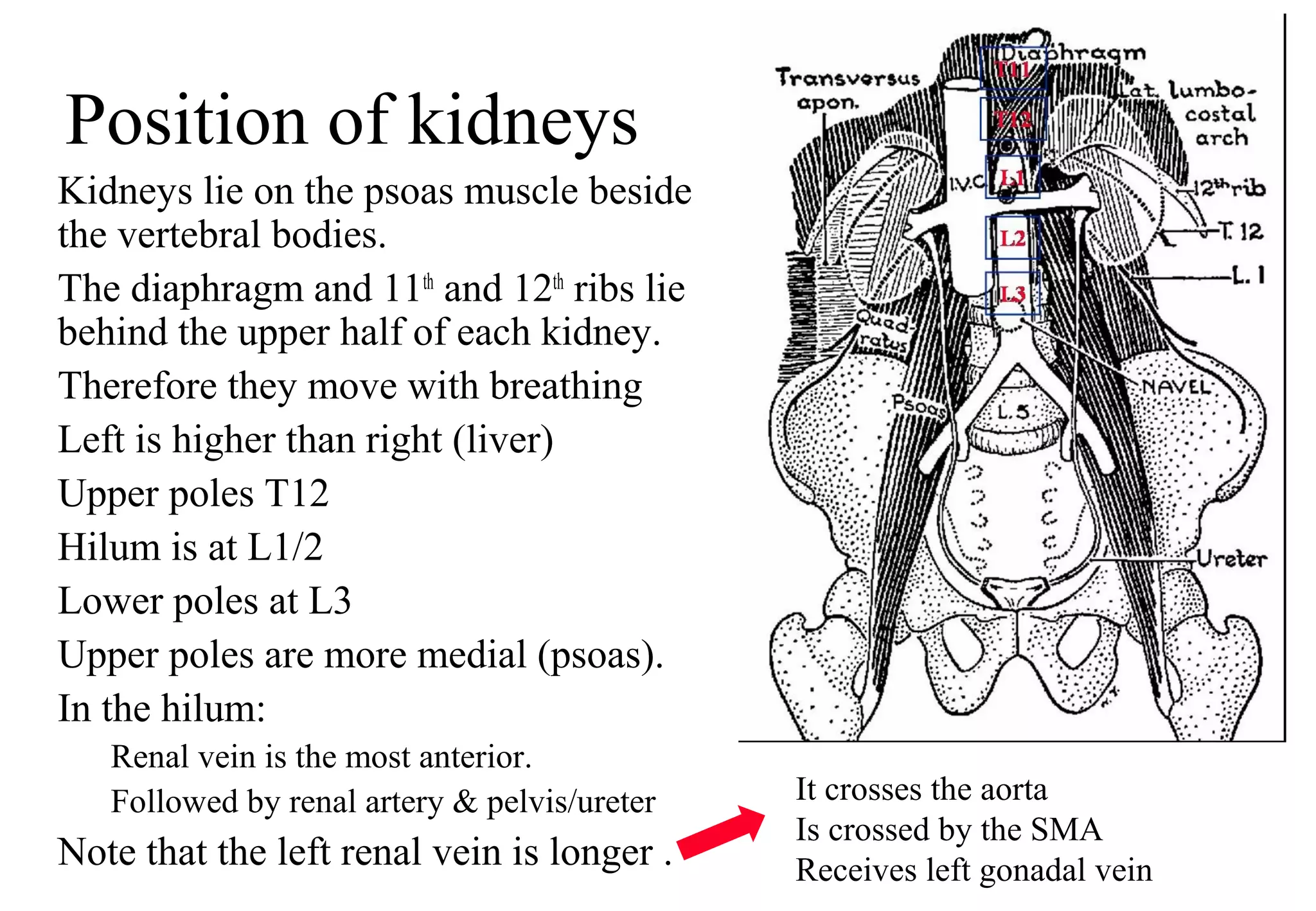 Kidney developmentprint | PPT