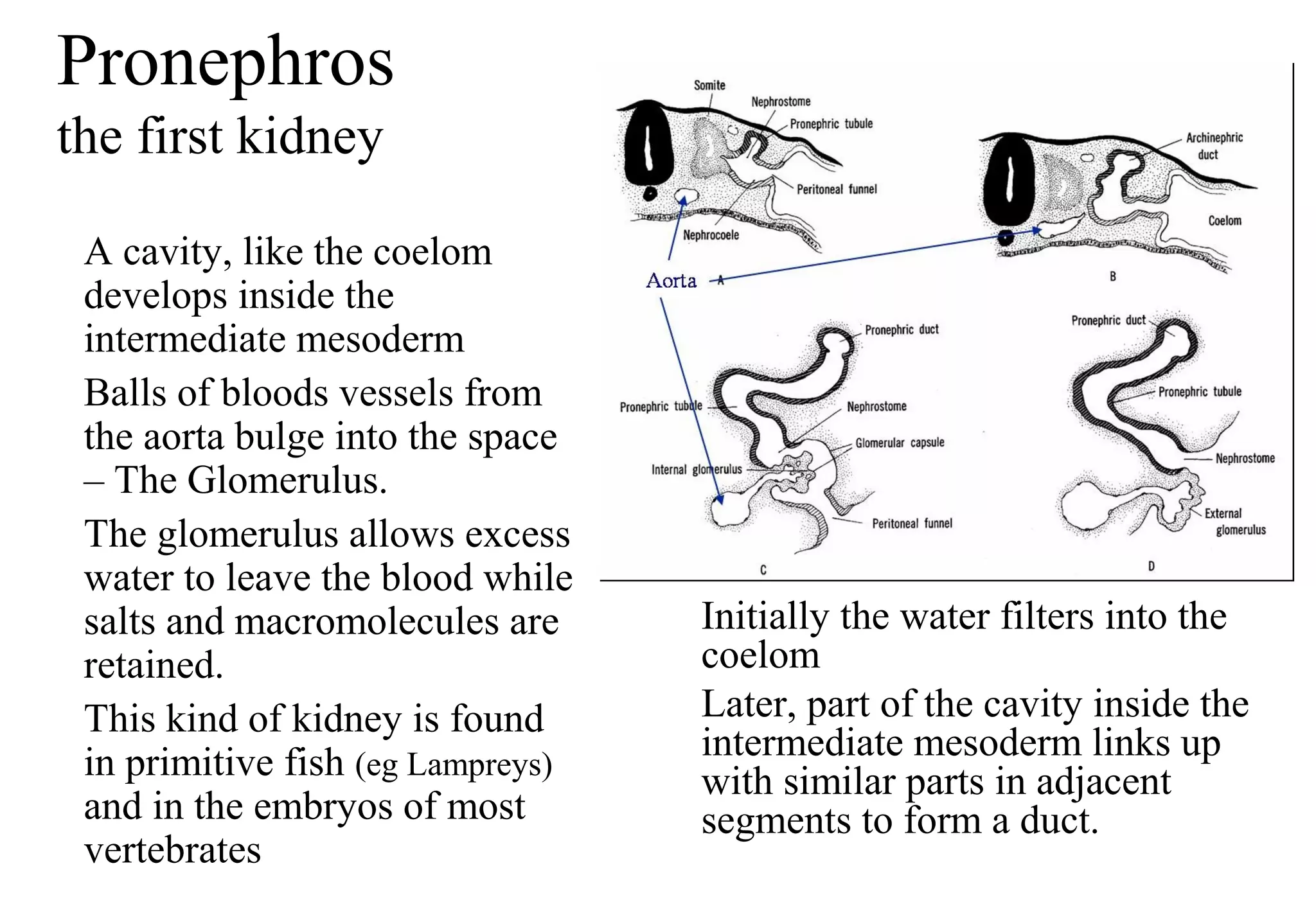 Kidney developmentprint | PPT
