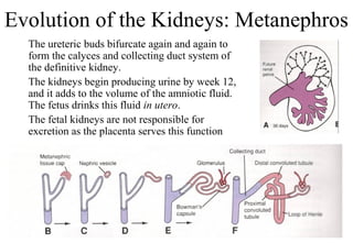 Kidney developmentprint | PPT