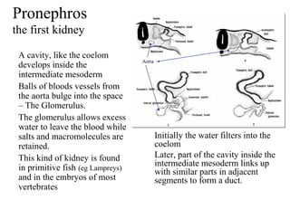 Kidney developmentprint | PPT