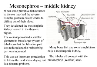 Kidney developmentprint | PPT
