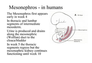 Kidney developmentprint | PPT