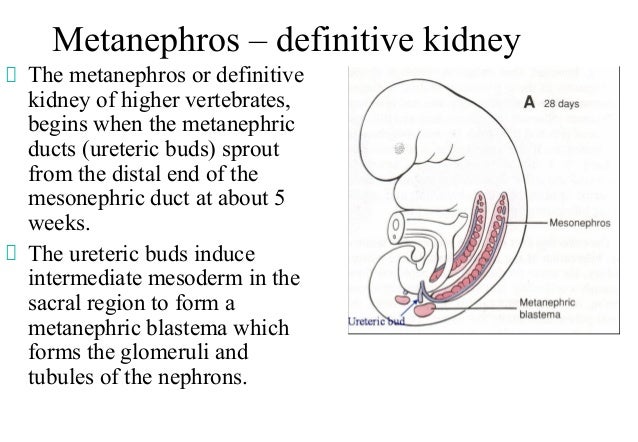 Kidney developmentprint