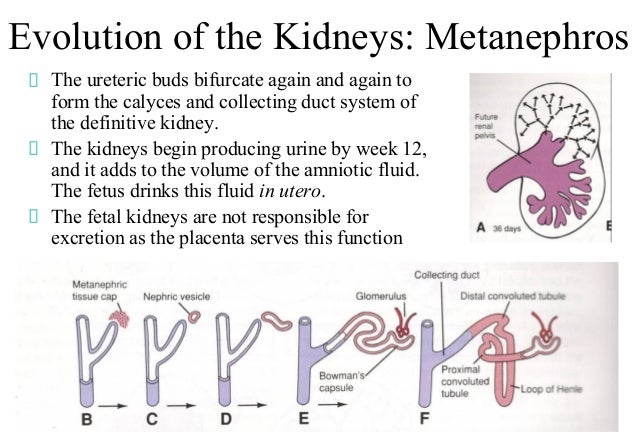 Kidney developmentprint