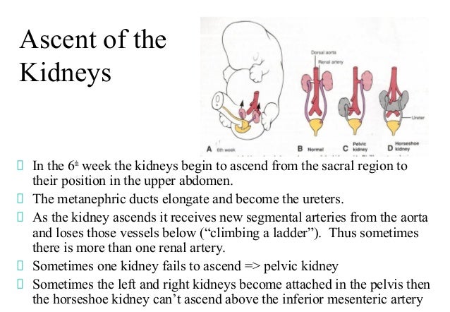 Kidney developmentprint