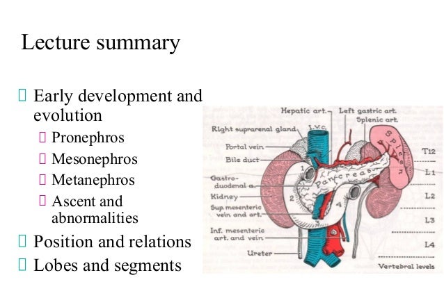 Kidney developmentprint