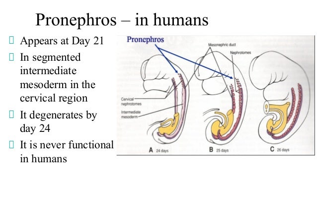 Kidney developmentprint
