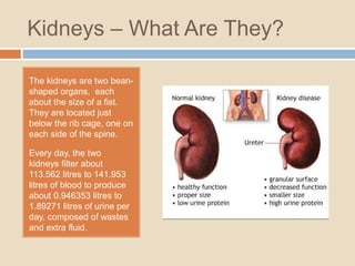 Kidney disease | PPT