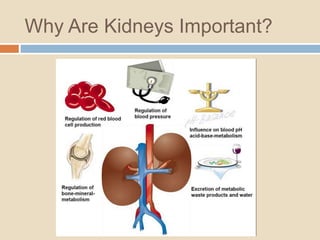 Kidney disease | PPT