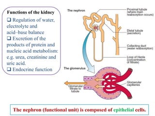 Kidney diseases | PPTX