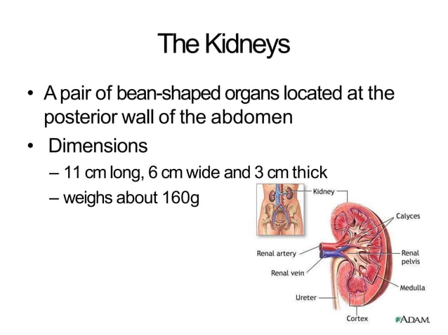 Kidney diseases SSS and the ultra structure.pptx