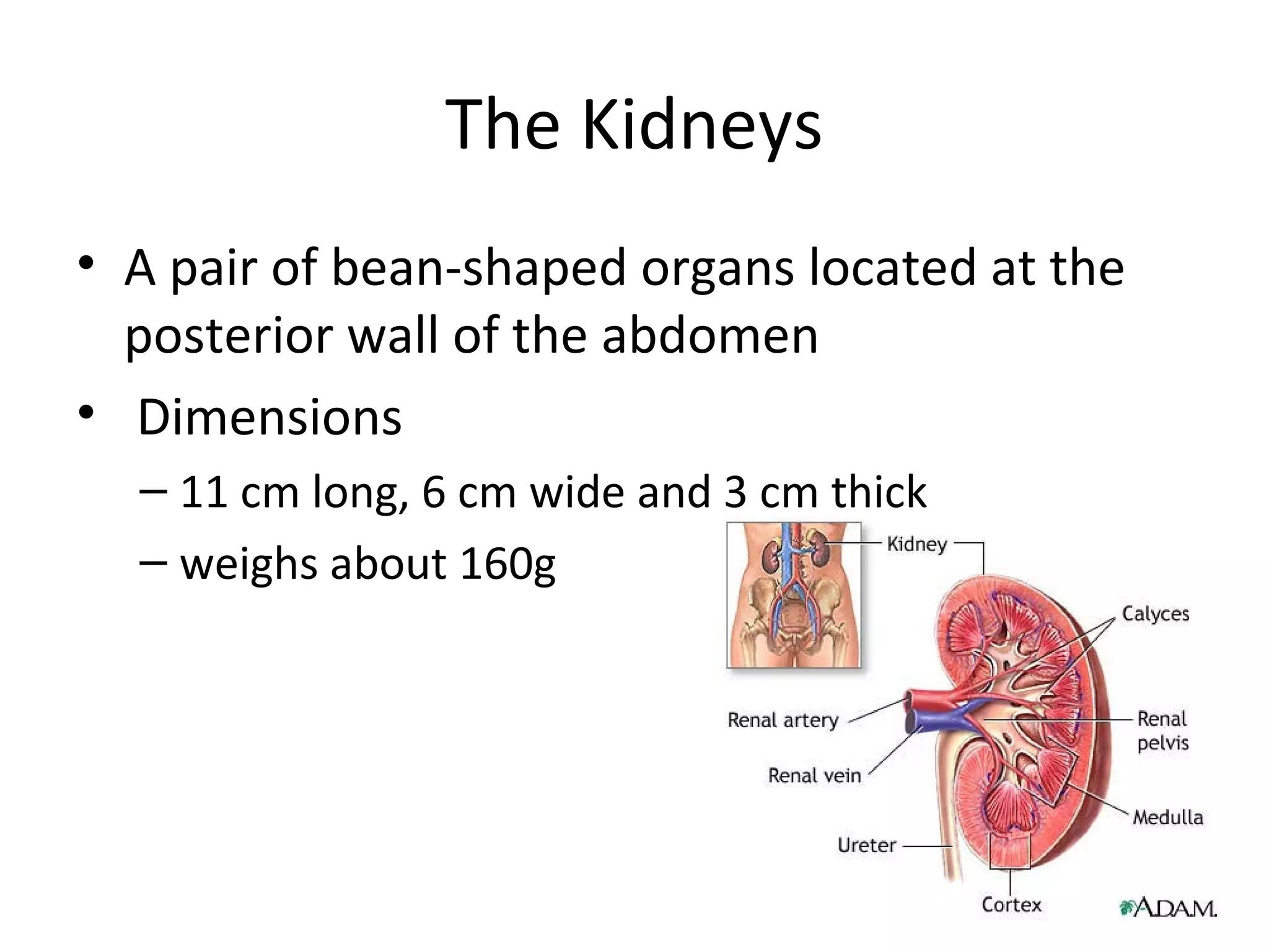 Kidney disorders, Laboratory Investigation and Renal Function Tests | PPT