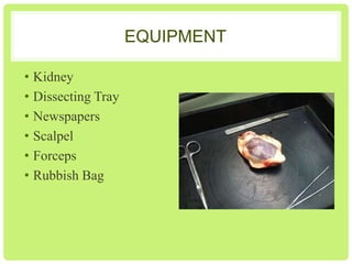 Kidneydissectionprac | PPTX