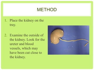 Kidneydissectionprac | PPTX