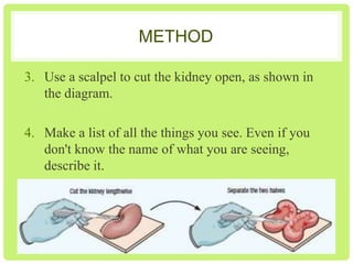 Kidneydissectionprac | PPTX