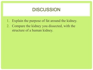 Kidneydissectionprac | PPTX