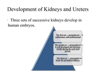 Kidney embryology | PPTX