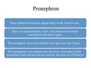 Kidney embryology | PPTX