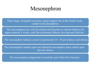 Kidney embryology | PPTX