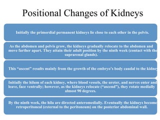 Kidney embryology | PPTX