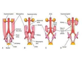 Kidney embryology | PPT
