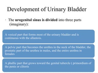 Kidney embryology | PPT