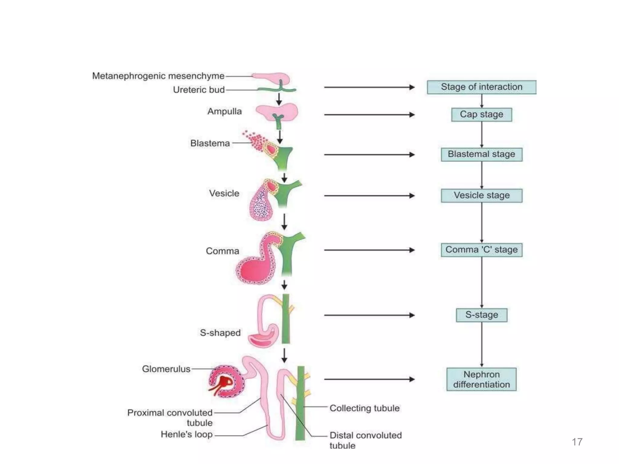 kidney embryoloGY.pptx