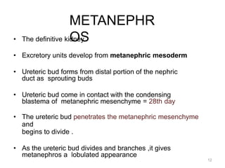 kidney embryoloGY.pptx