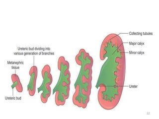 kidney embryoloGY.pptx