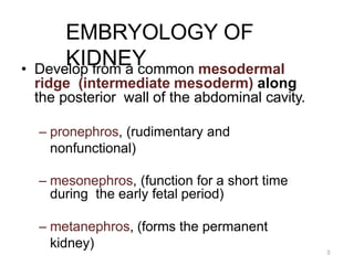kidney embryoloGY.pptx