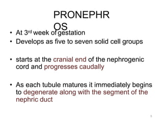 kidney embryoloGY.pptx