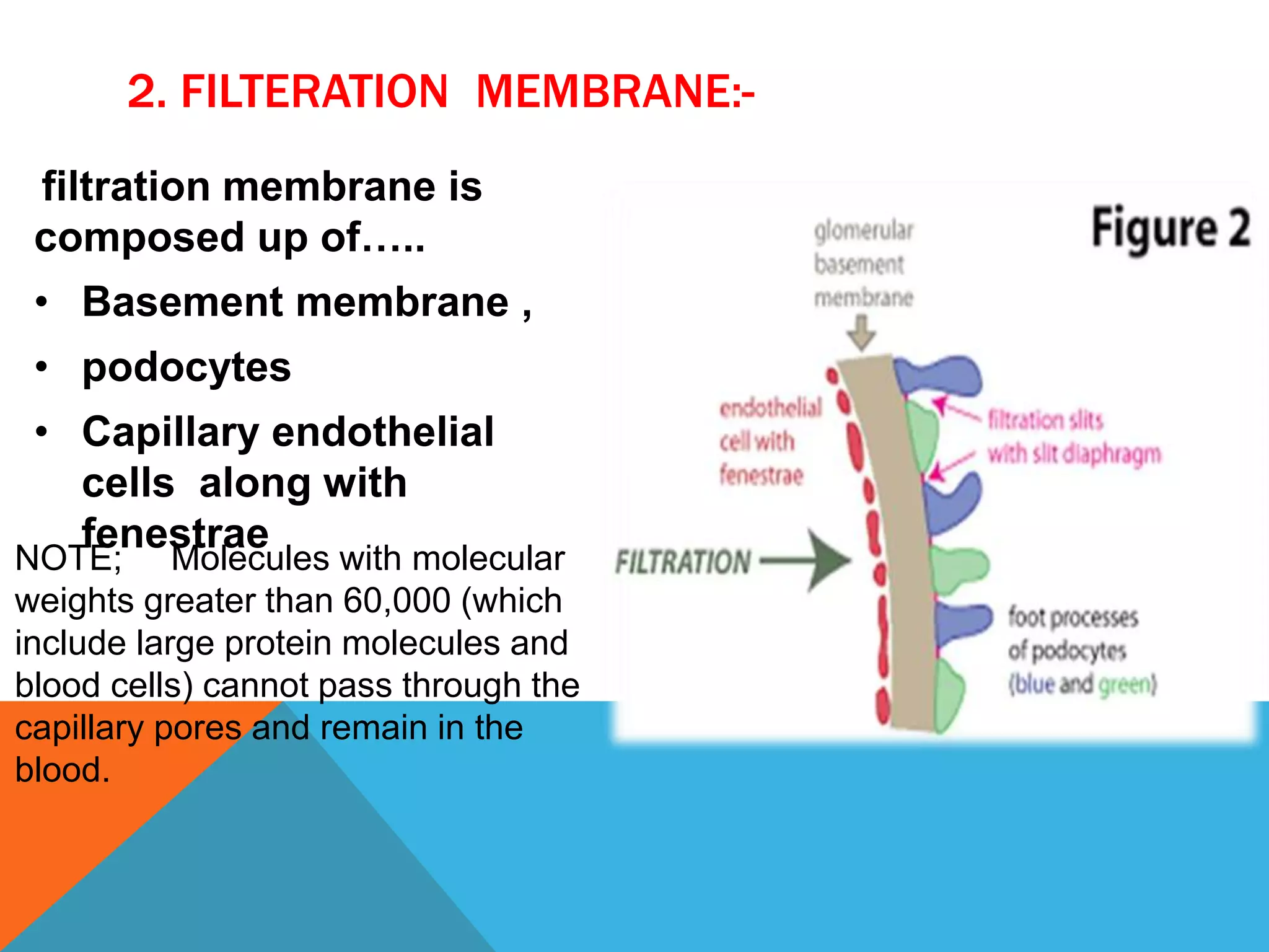 Kidney excretion & detoxification | PPTX