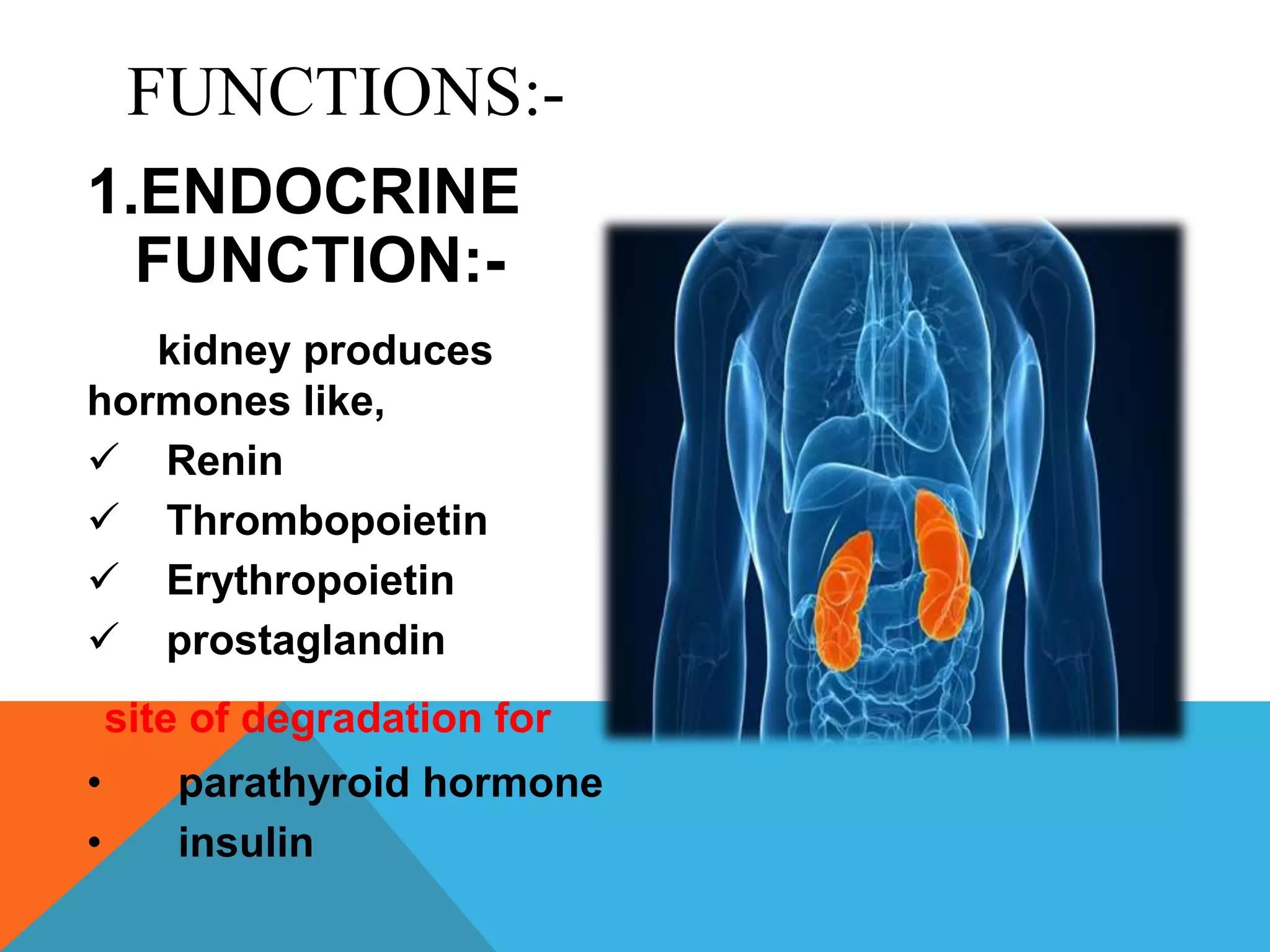 Kidney excretion & detoxification | PPTX