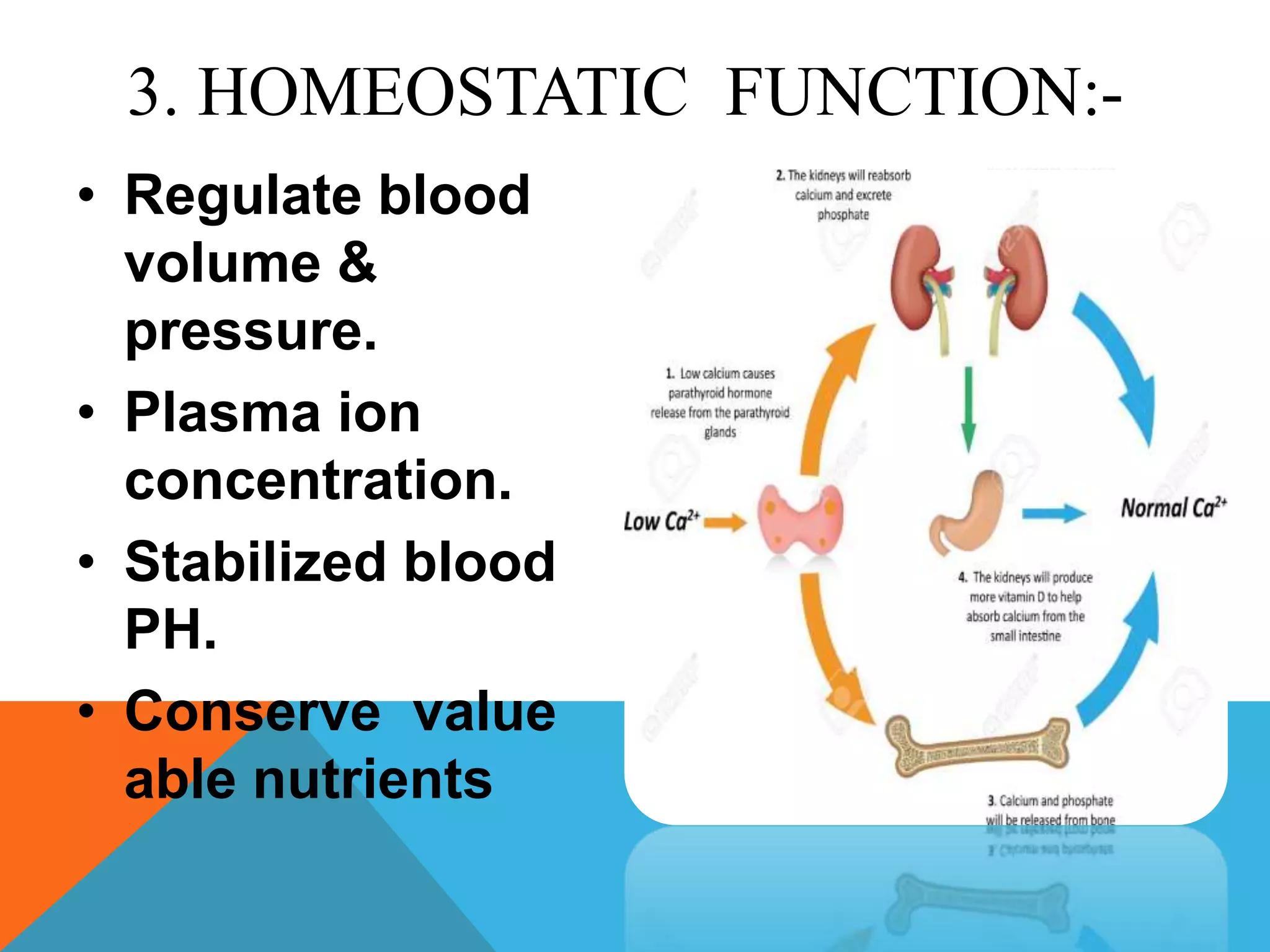 Kidney excretion & detoxification | PPTX
