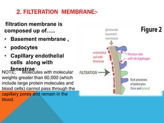 Kidney excretion & detoxification | PPTX